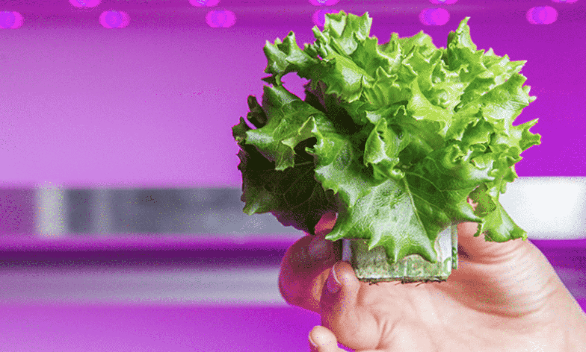 How LED Lighting is Ideal For Vertical Farming