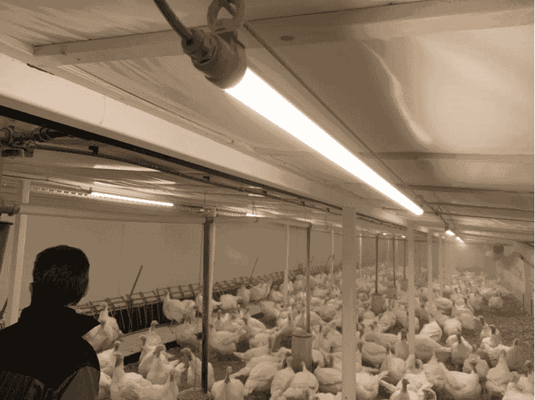 How LED Lighting Is Revolutionizing The Poultry Industry