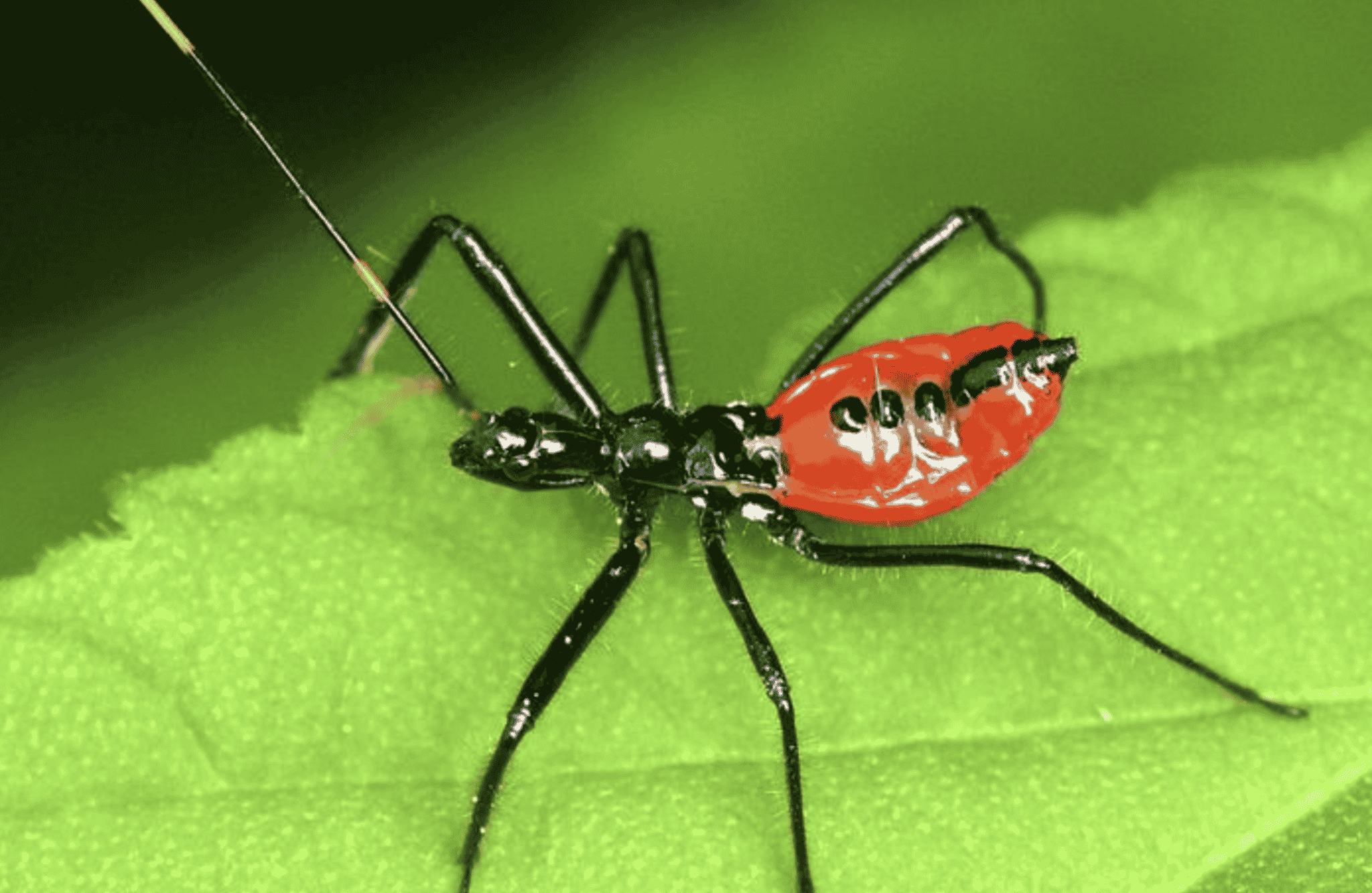 Nicholas C Nelson Discusses the Most Harmful Florida Insects