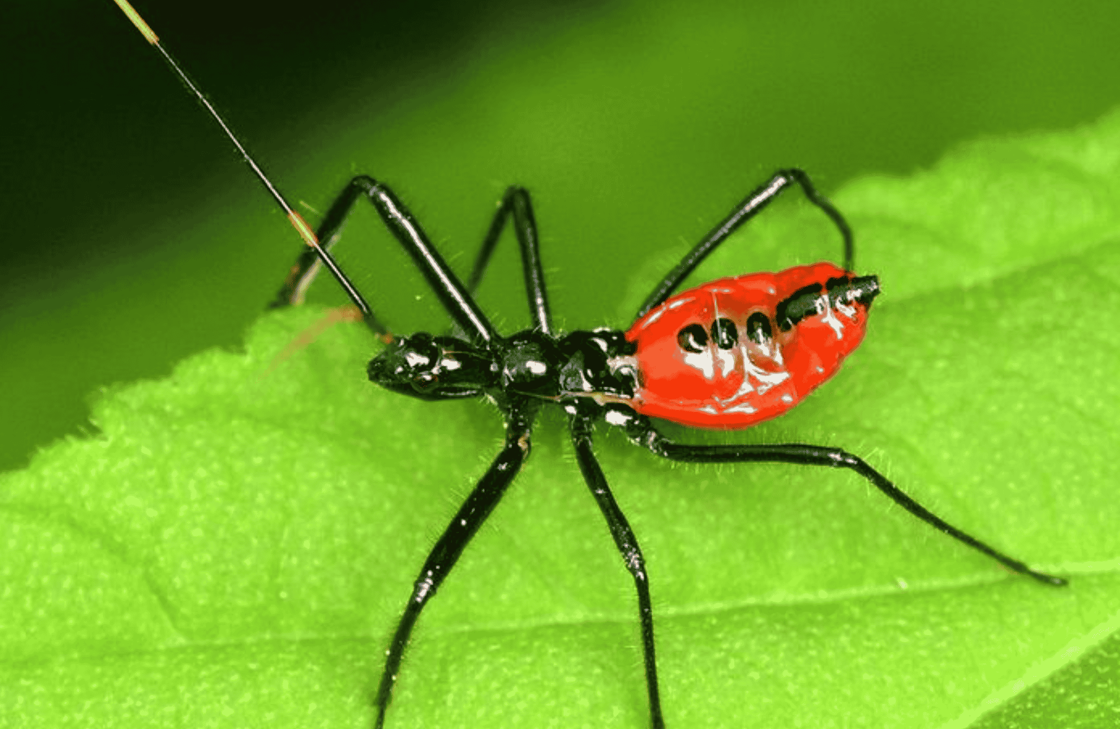 Nicholas C Nelson Discusses the Most Harmful Florida Insects