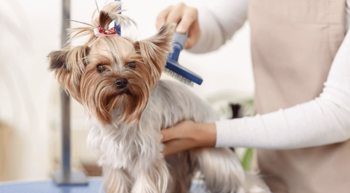 Benefits of Regular Dog Grooming