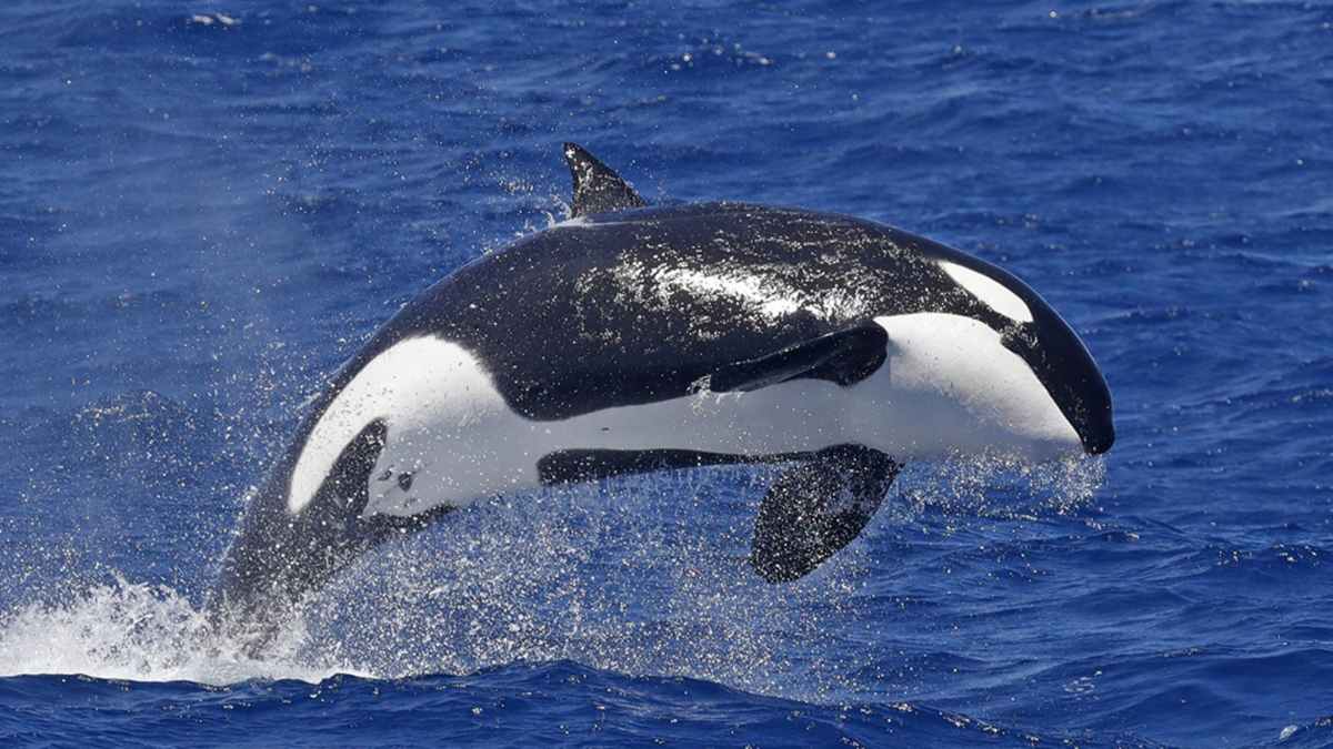 Whale Watching Bremer Bay: Facts About Each Whale Species