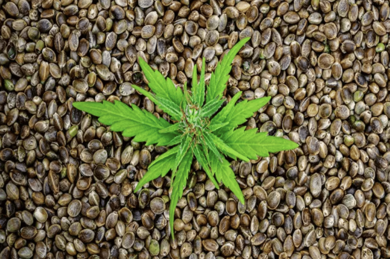 Best 420 Seed Bank and Top 10 Seeds in 2023