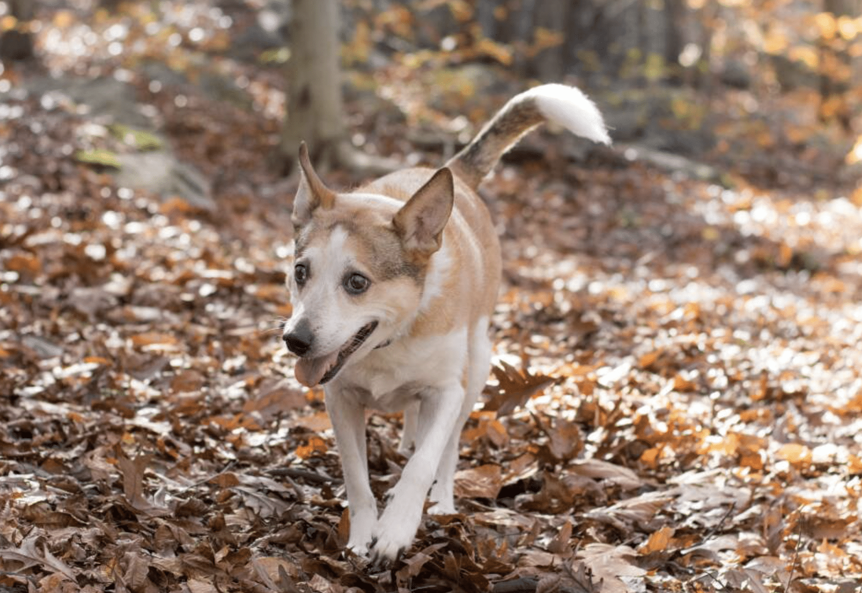 Tips for Raising a Happy and Healthy Purebred Dog