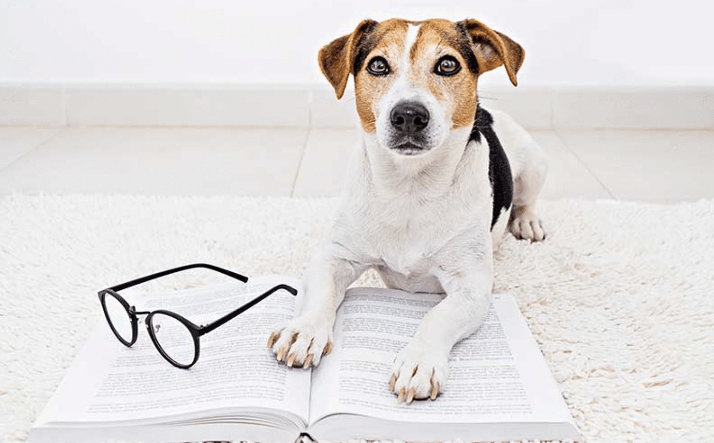 How Extracted Compounds Can Enhance Your Dog's Quality Of Life