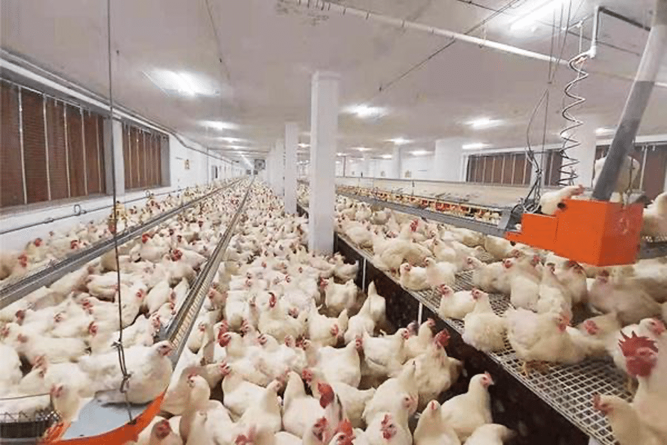Innovative Lighting Solutions for Poultry Farming: Insights from IPPE 2024