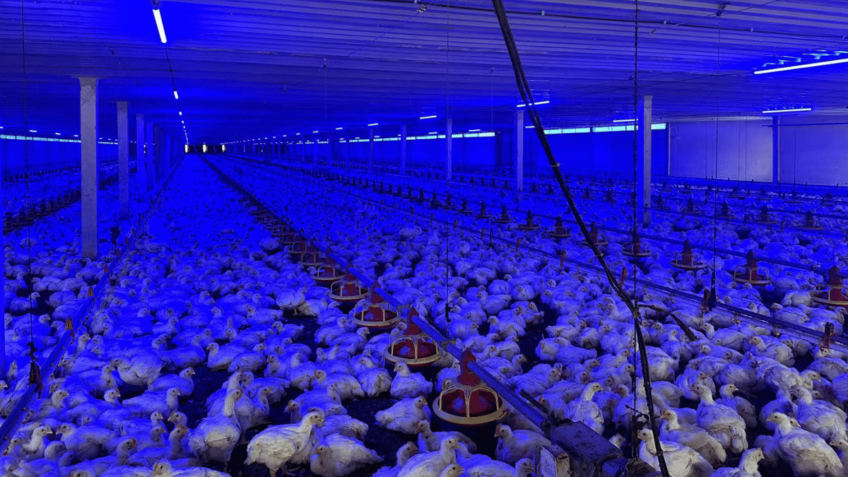 Innovative Lighting Solutions for Poultry Farming: Insights from IPPE 2024