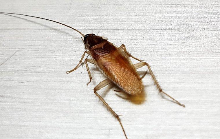 German Cockroaches - Why They Reign as the Most Common Cockroach in the ...