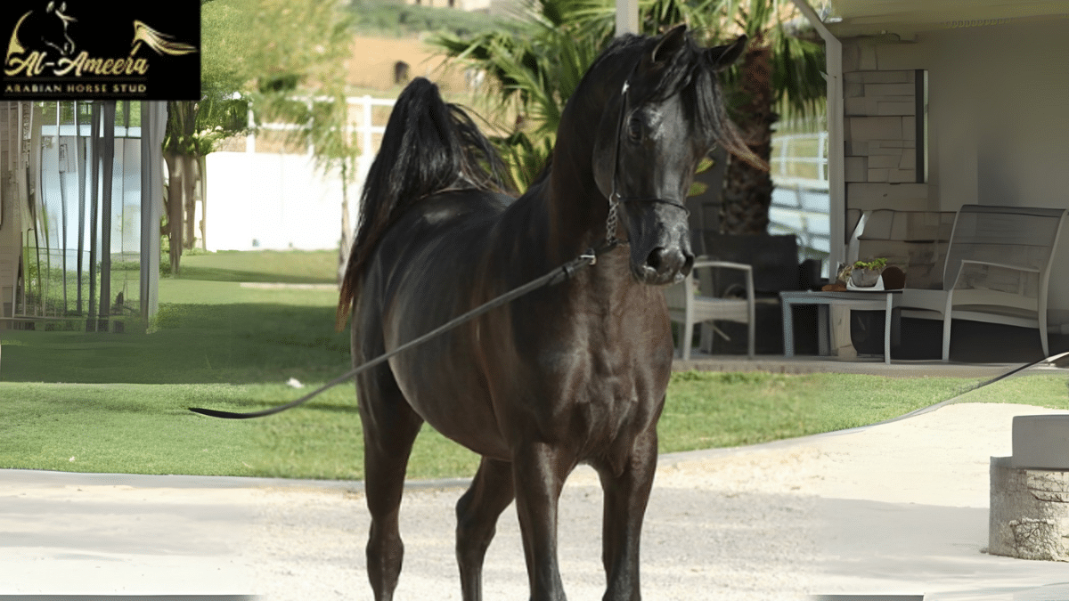 10 Unique Traits That Make Arabian Horses Stand Out