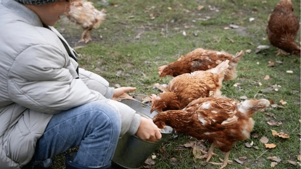 Laying Hen Feed 101: What to Feed & Do’s and Don’ts