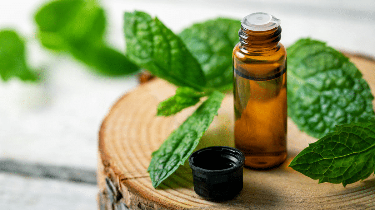 Healing Properties of Peppermint Oil for Dogs with Skin Infections
